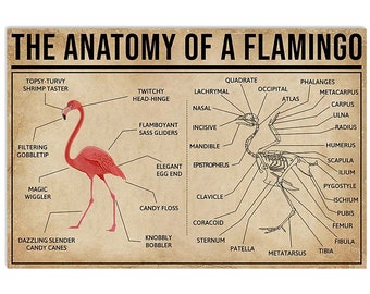 Pigeon Anatomy Poster - Etsy Ireland