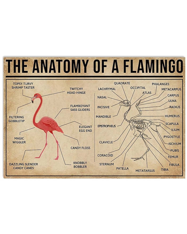 The Anatomy of A Flamingo Horizontal Poster - Etsy Australia