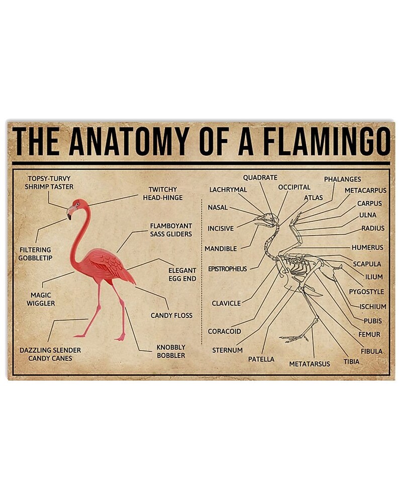 The Anatomy Of A Flamingo Horizontal Poster Etsy Australia The Anatomy Of A Flamingo Horizontal Poster Etsy Australia