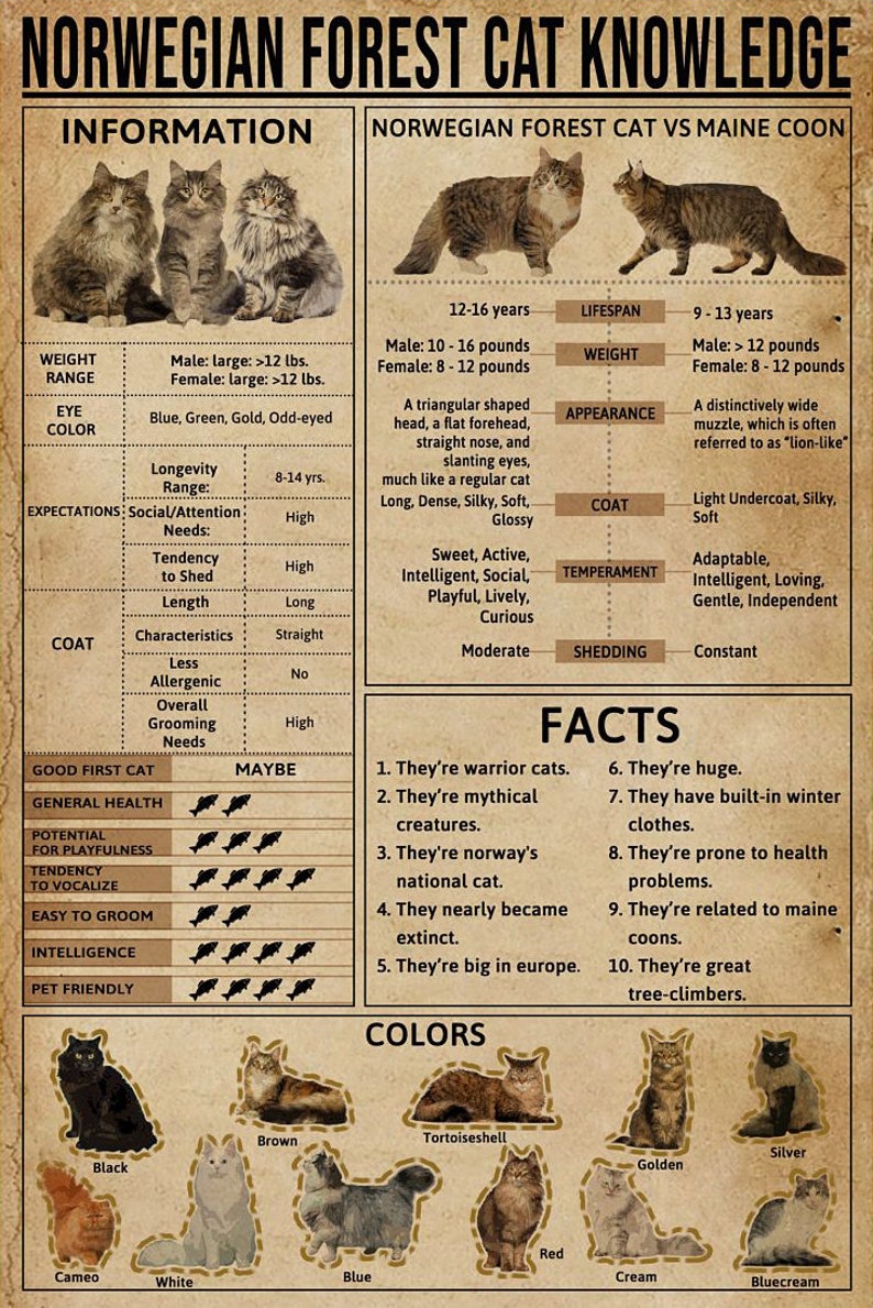 Norwegian Forest Cat Knowledge Poster, Home Decor - Etsy