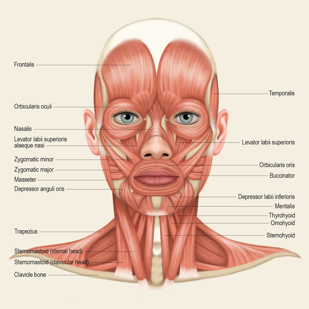 Muscles of the Head and Neck Poster 1, Muscle Posters, Anatomy Poster ...