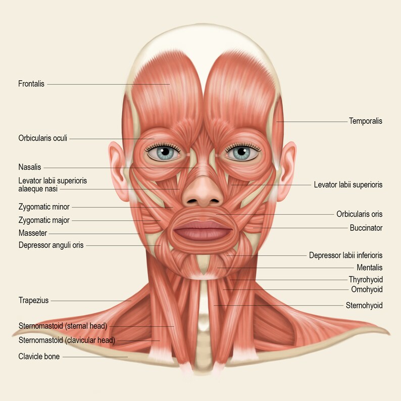 Muscles of the Head and Neck Poster 1, Muscle Posters, Anatomy Poster ...