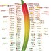 Massage Therapist Foot Reflexology Chart 1 Poster, Vintage Poster - Etsy Canada