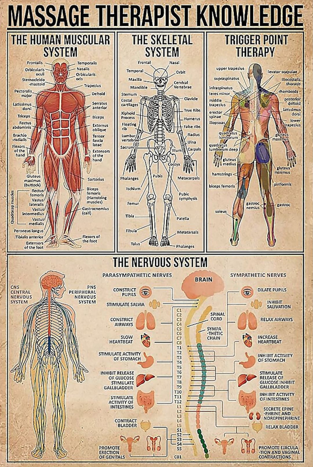 Massage Therapist Muscular System Art Poster No Frame Chart Muscles Wall Diagram - Etsy