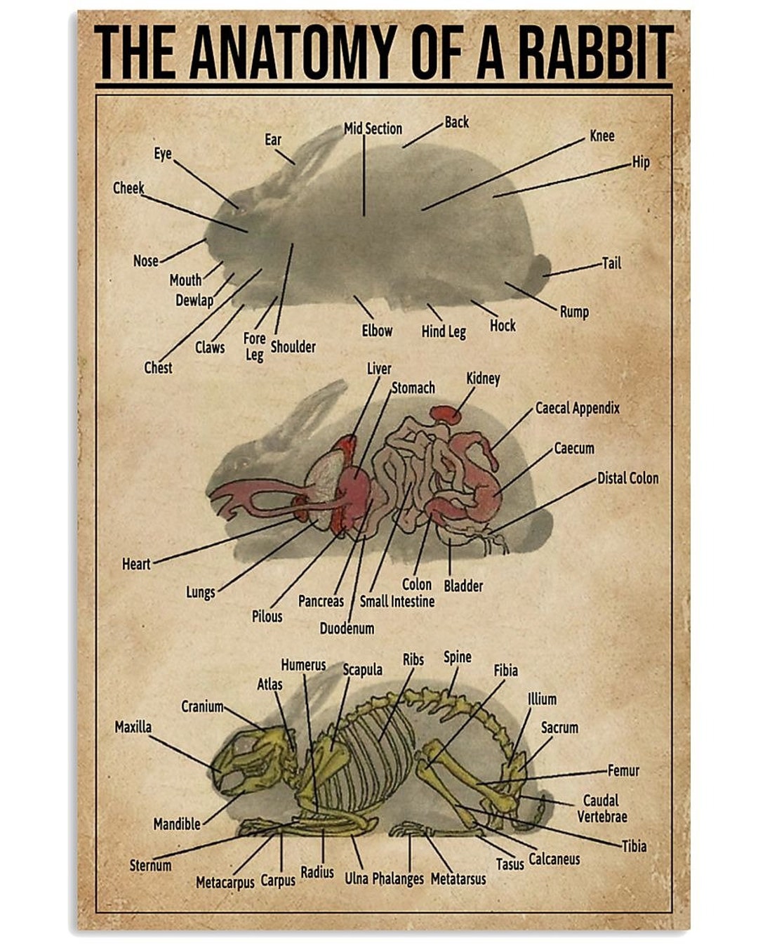 The Anatomy of A Rabbit Vertical Poster - Etsy