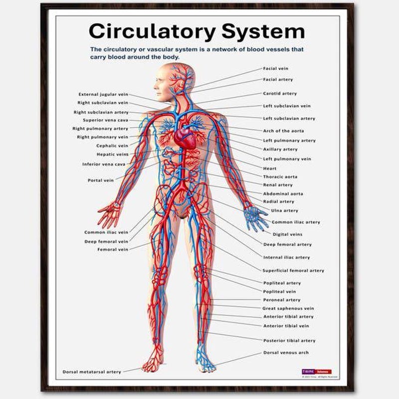 Biology Poster - Etsy