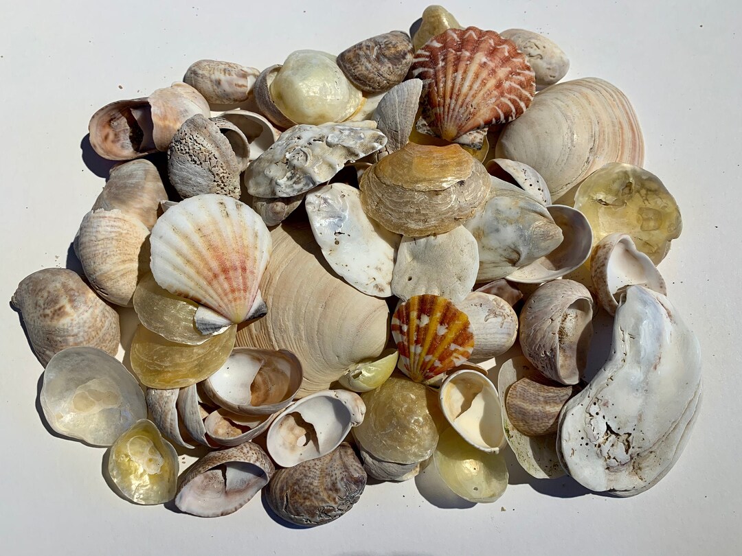 Natural Beach Sea Shells • Authentic Craft Shells • Wedding Ocean Gift ...