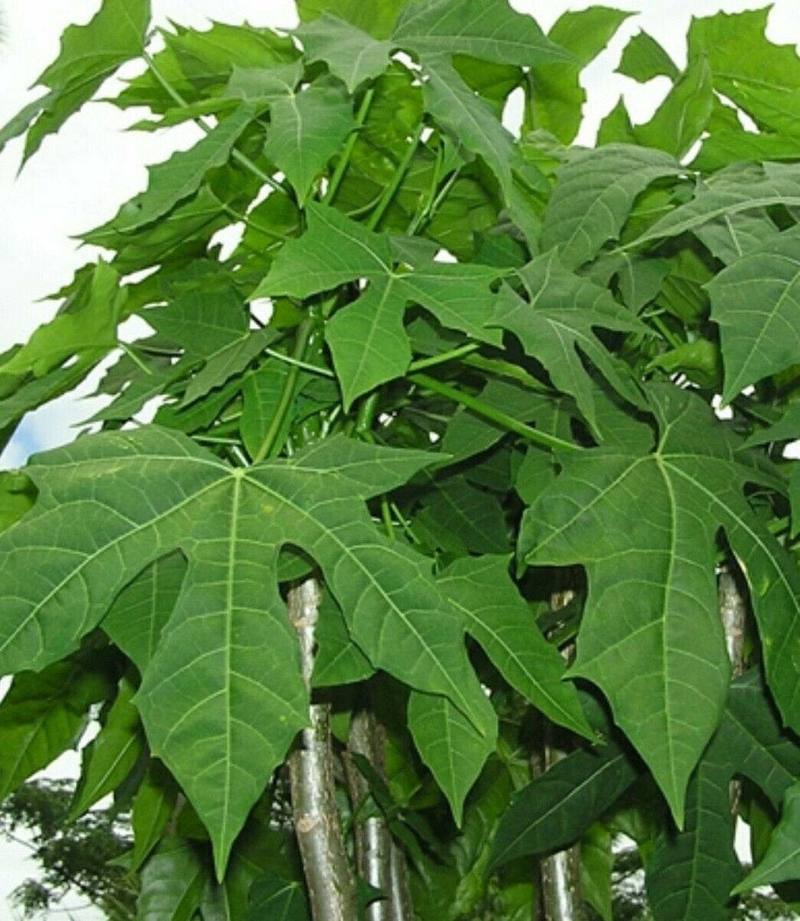Chaya Mayan Tree Spinach Cnidoscolus Aconitifolius Etsy