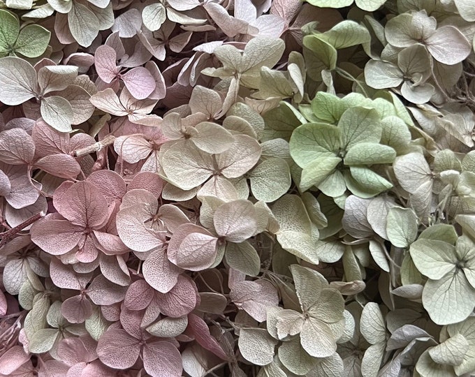 LARGE Head - Preserved Hydrangeas | Dark CHOCOLATE | Dried Flowers ...