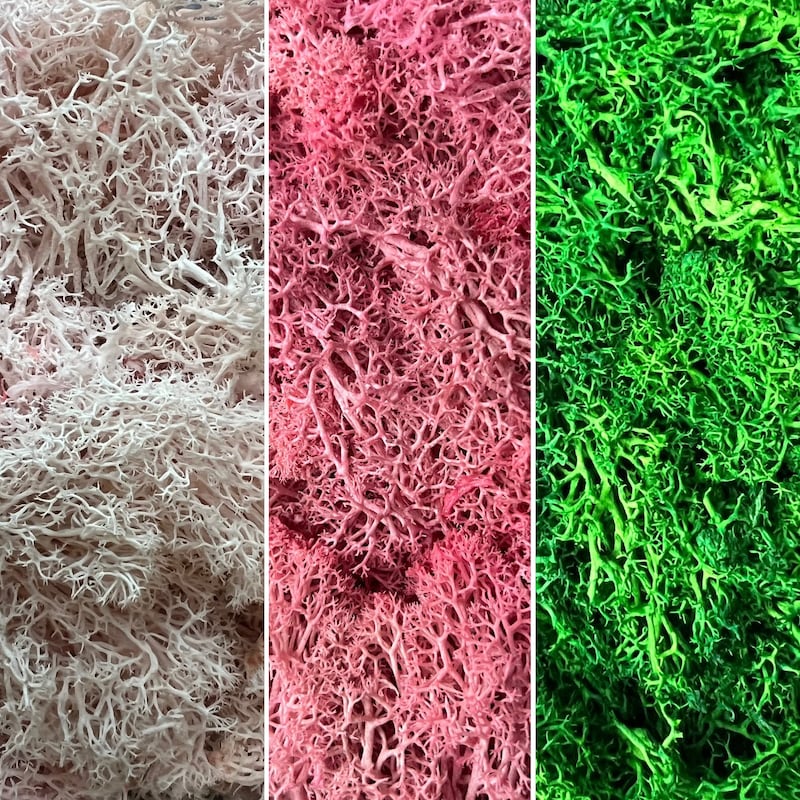 Pink Reindeer Moss - Etsy