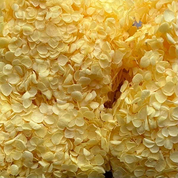 Yellow Hydrangea - Etsy