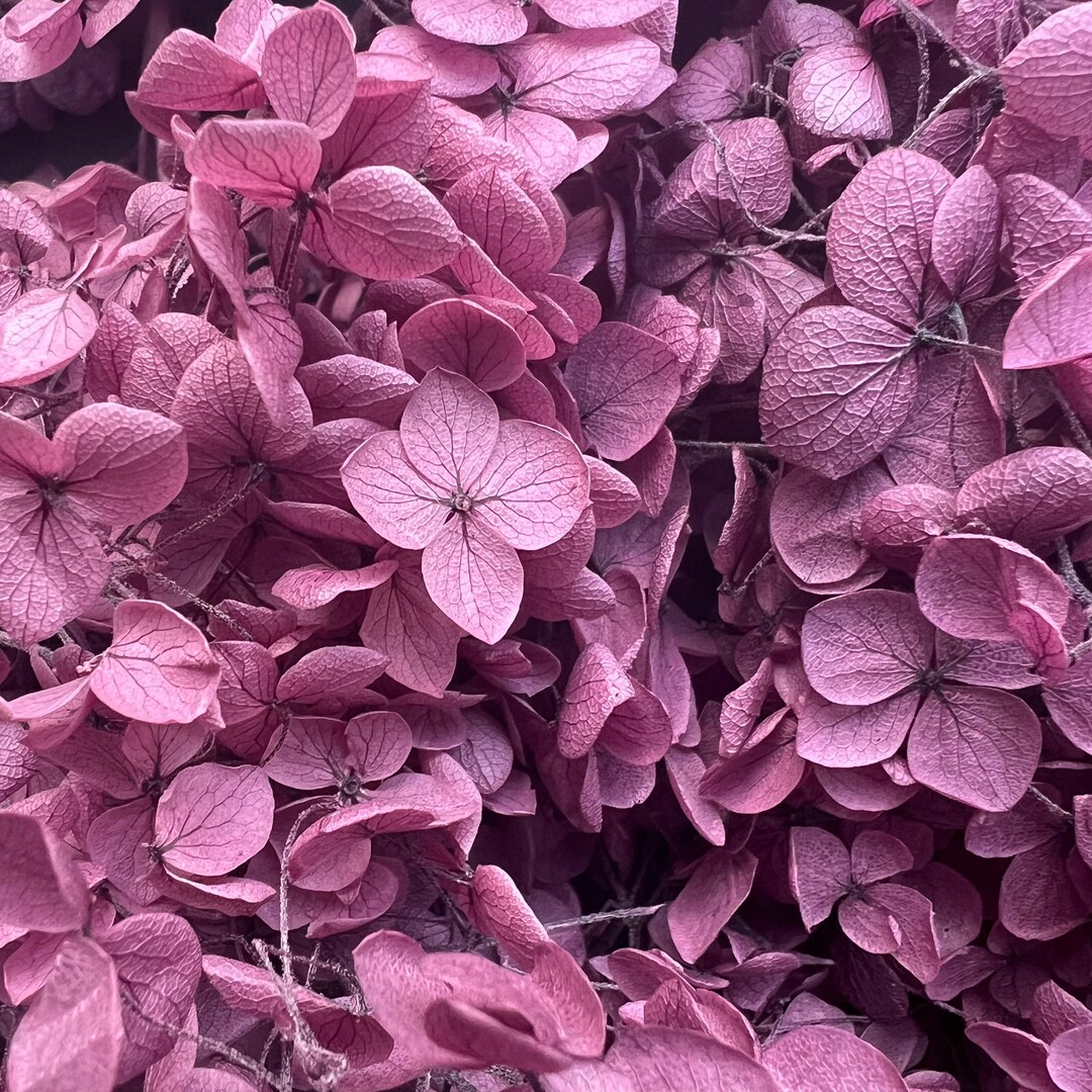 Preserved Hydrangea Flower | Dried & Everlasting | Flower Arrangement ...