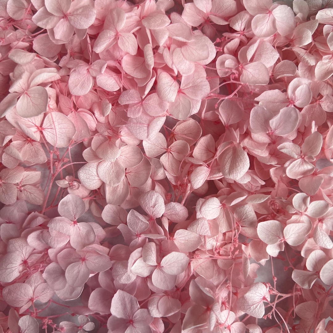 Preserved Hydrangea Flower | Dried & Everlasting | Flower Arrangement ...