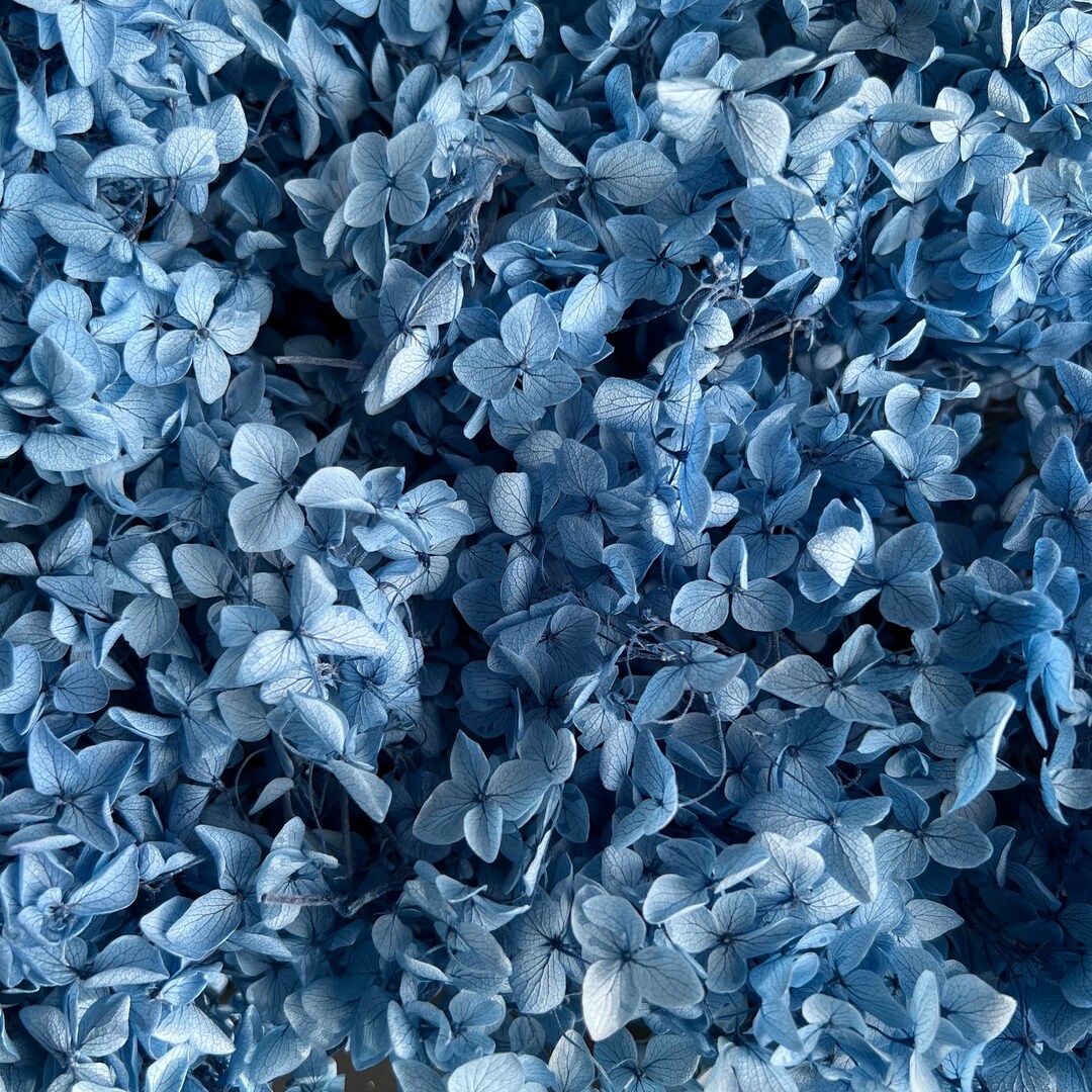 Hydrangea Preserved Flower Dried & Everlasting Flower Bouquet Wedding ...