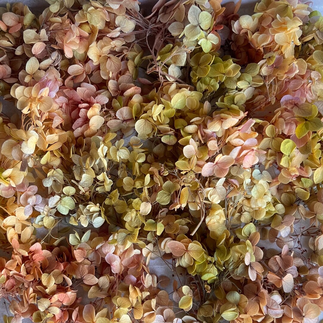 Preserved Hydrangea | Dried & Everlasting | Flower Arrangement | Resin ...