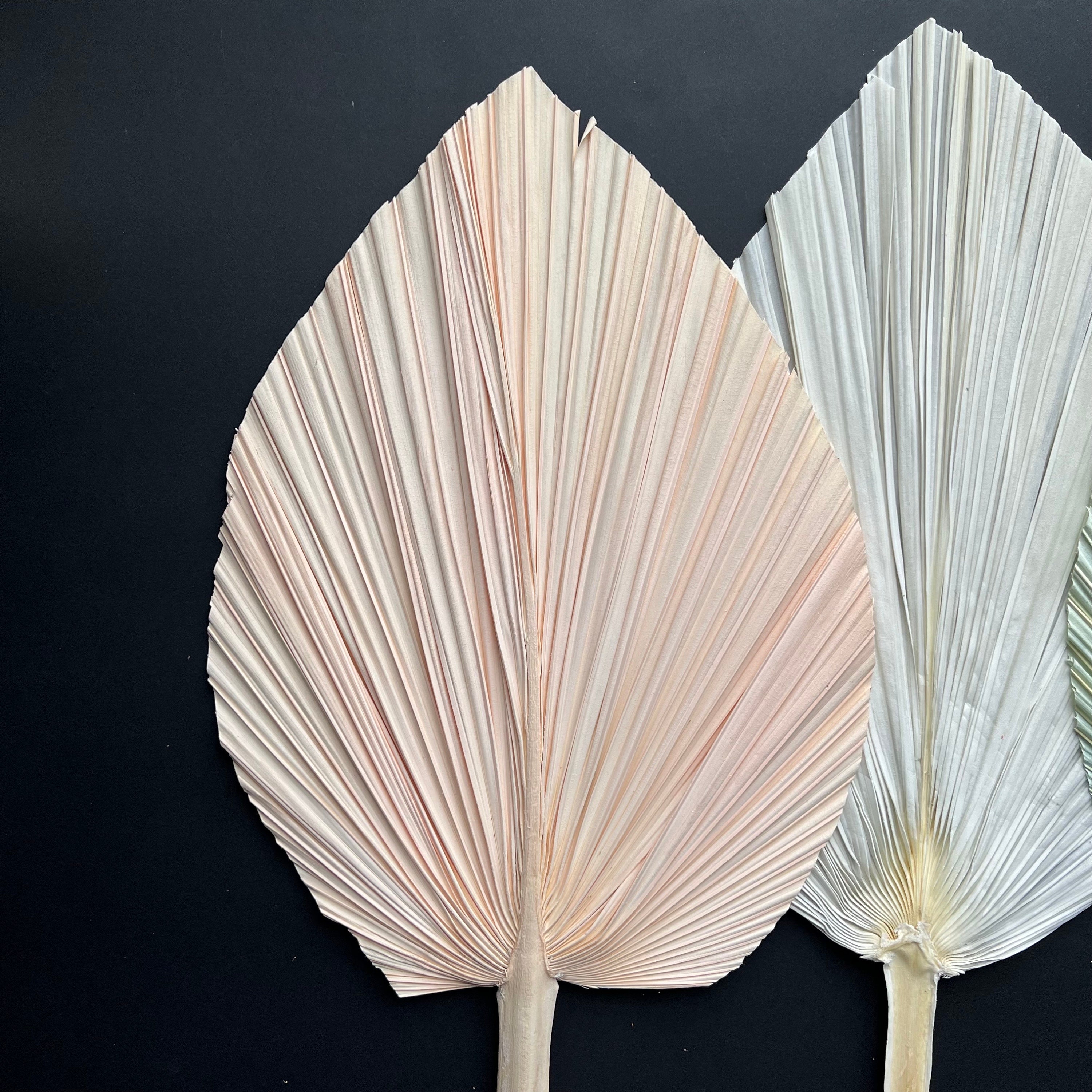 3 Colours Dried Palm Leaves| Extra Large | Everlasting & Preserved ...