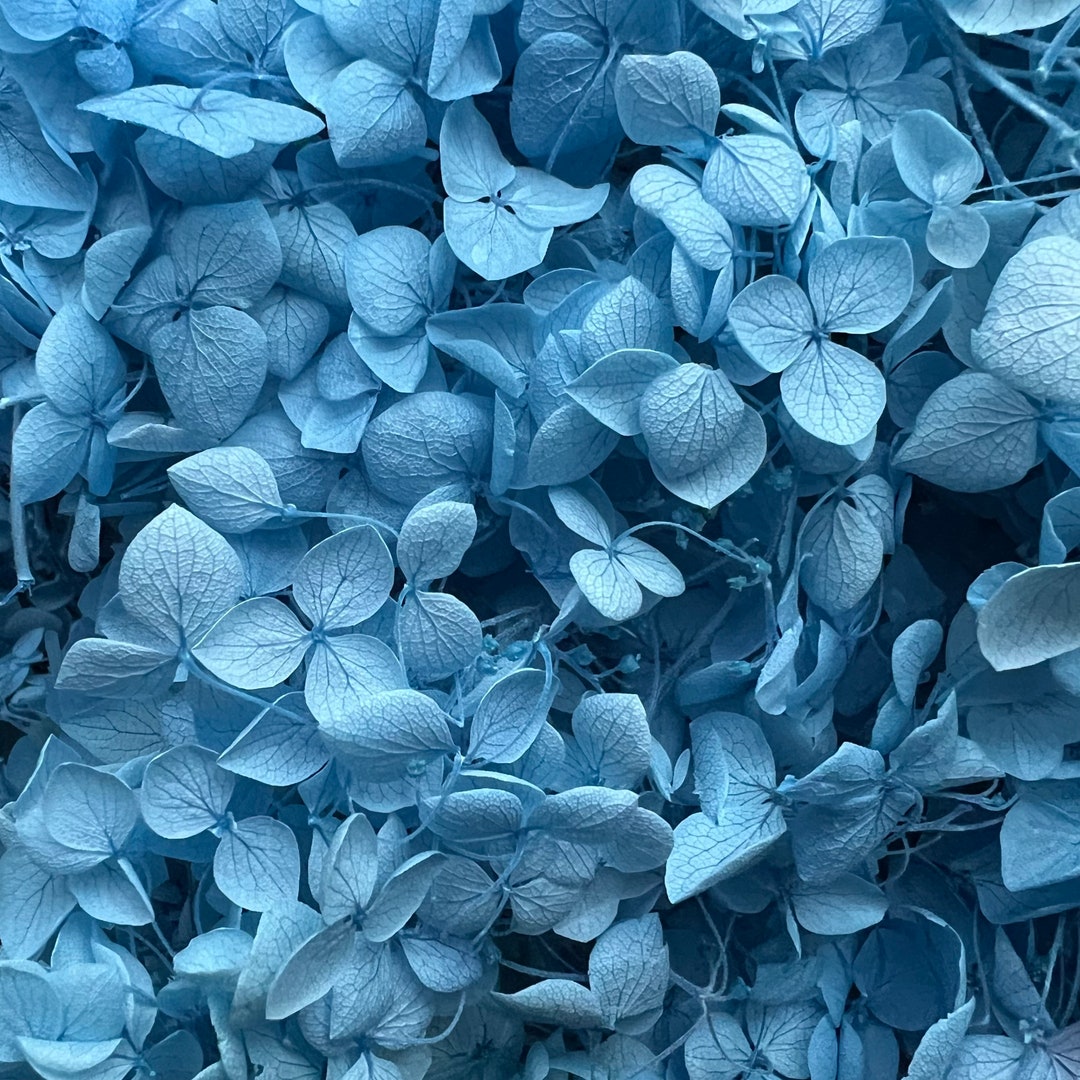 Preserved Hydrangea Flower | Dried & Everlasting | Flower Arrangement ...