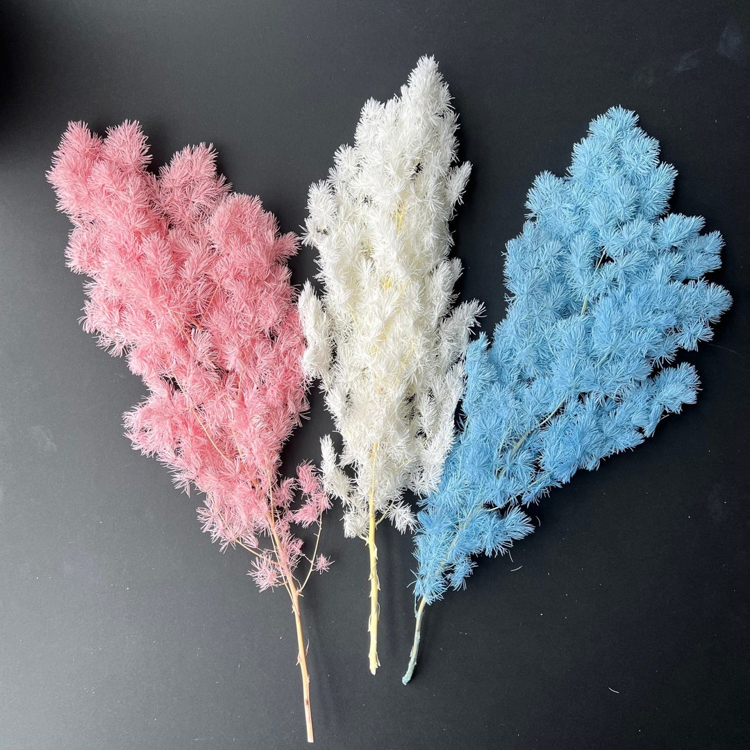 3 Colours Dried Asparagus Leaves| Everlasting & Preserved | Bouquet ...