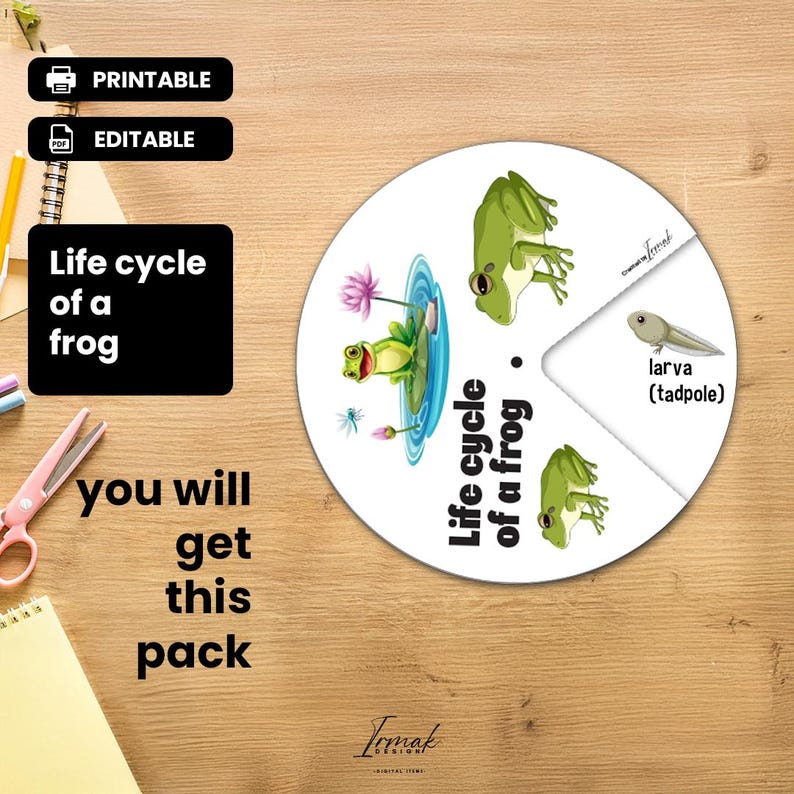 LIFE CYCLE of a FROG Wheel Printable | Home Print | Preschool Activity ...