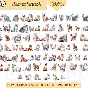 Cat Breeds PNG Bundle, 70 Cats Clipart Pngs, Cats Clipart, Animals ...