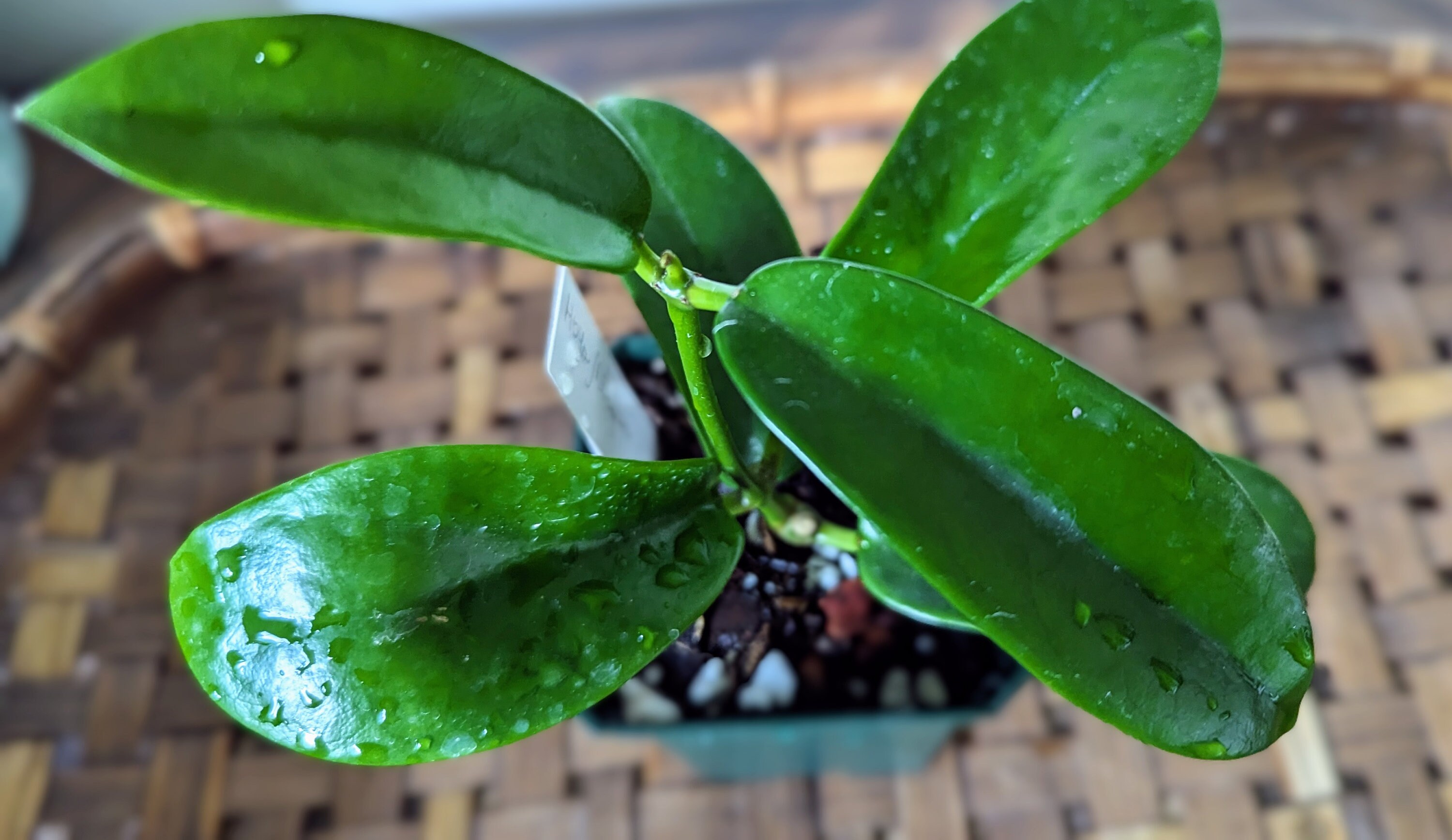 Hoya Meliflua - Etsy