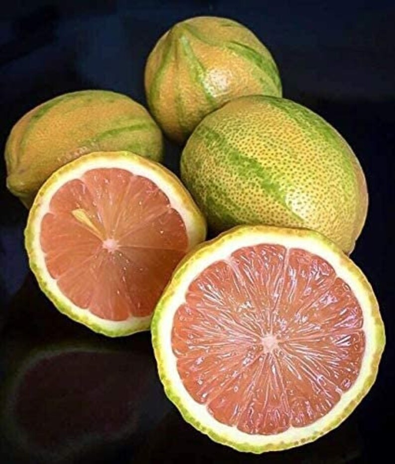 Exotic Tree Variegated Pink Lemon - Etsy