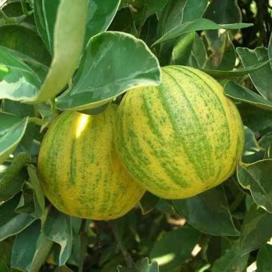 Exotic Tree Variegated Pink Lemon - Etsy