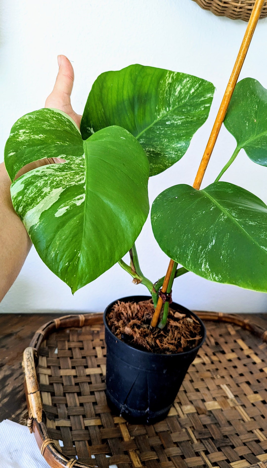 Monstera Thai Constellation - Aroid - Etsy