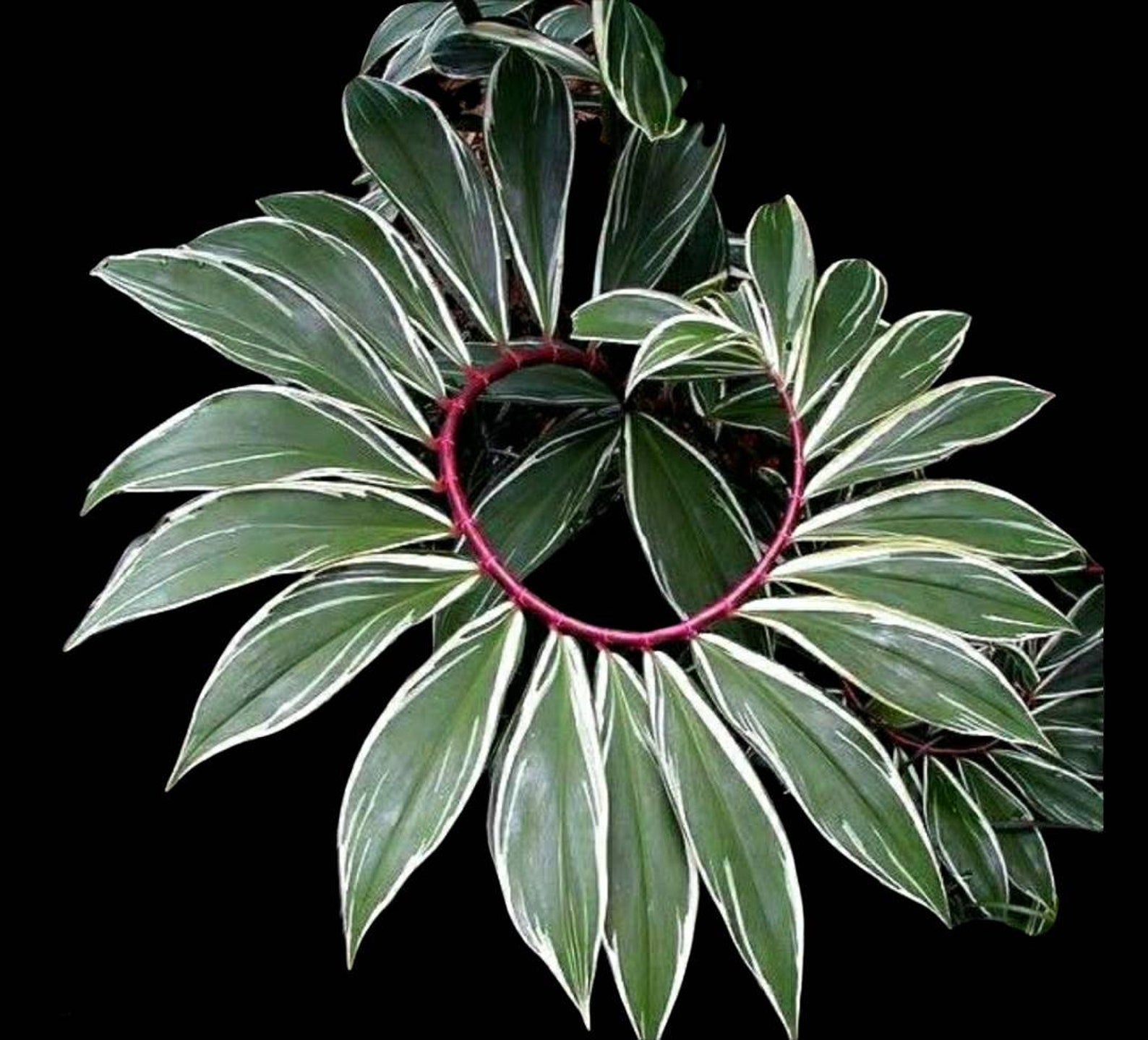 Variegated Spiral Ginger - Costus Speciosus 'variegatus' - Etsy