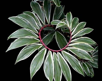 Variegated Spiral Ginger Costus Arabicus Variegatus - Etsy