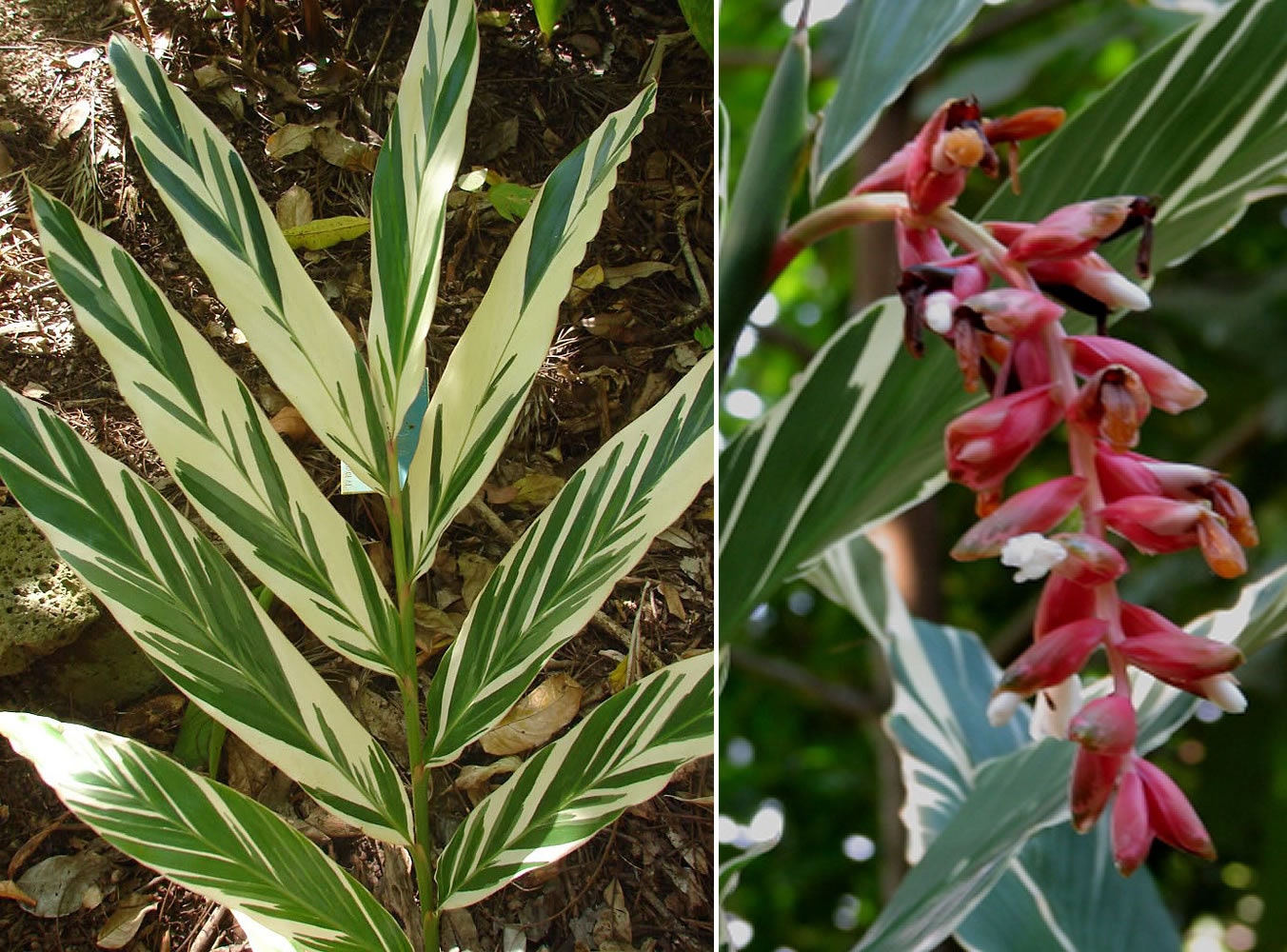 Variegated Ginger Alpinia Sanderae A. Vittata Live Rhizome - Etsy