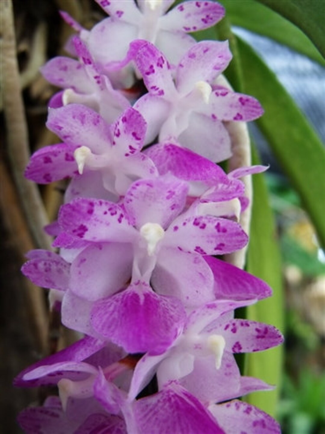 RARE Orchid - Aerides Rosea - Etsy