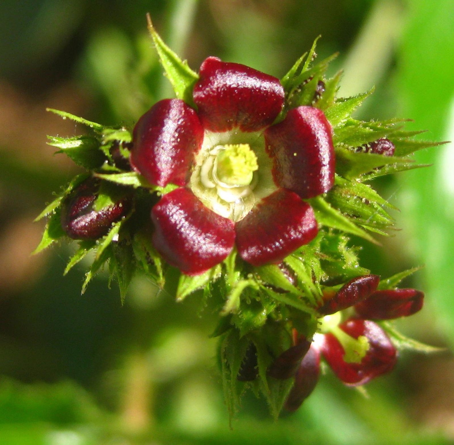 Exotic - Jatropha Gossypiifolia - Bellyache Bush - Etsy
