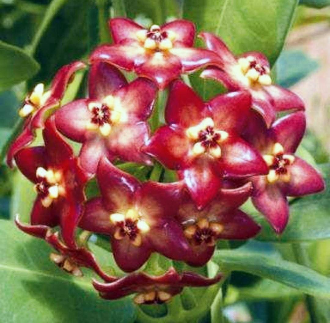 Rare Hoya Affinis - Etsy