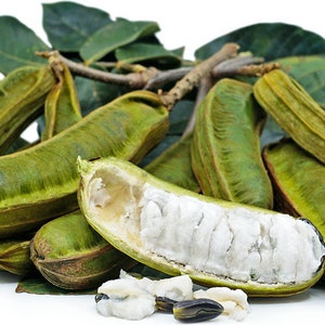 Ice Cream Bean - Exotic Fruit Tree - Seedling - Etsy