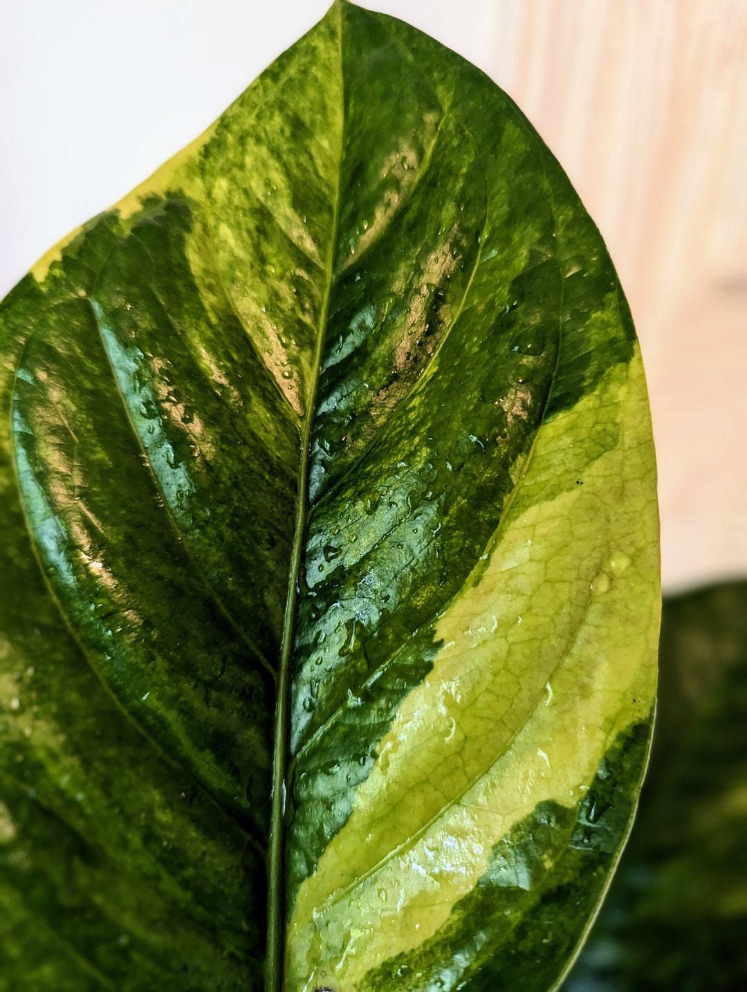 RARE Variegated Anthurium Jenmanii - AROID - Etsy