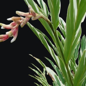 Variegated Ginger - Alpinia Sanderae A. Vittata - Live Rhizome - Etsy