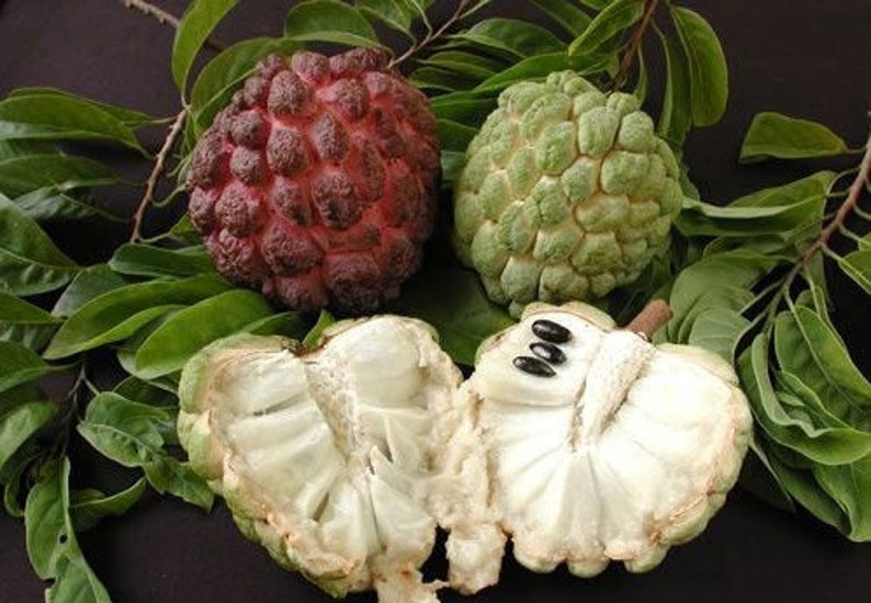 Exotic Fruit Tree Annona Squamosa ' Pink Sugar - Etsy Canada