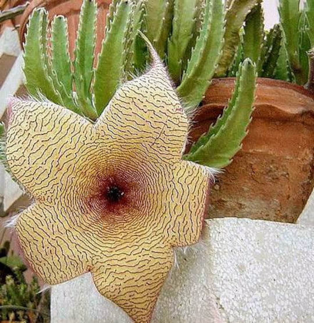 Starfish Cactus Stapelia Gigantea Etsy UK