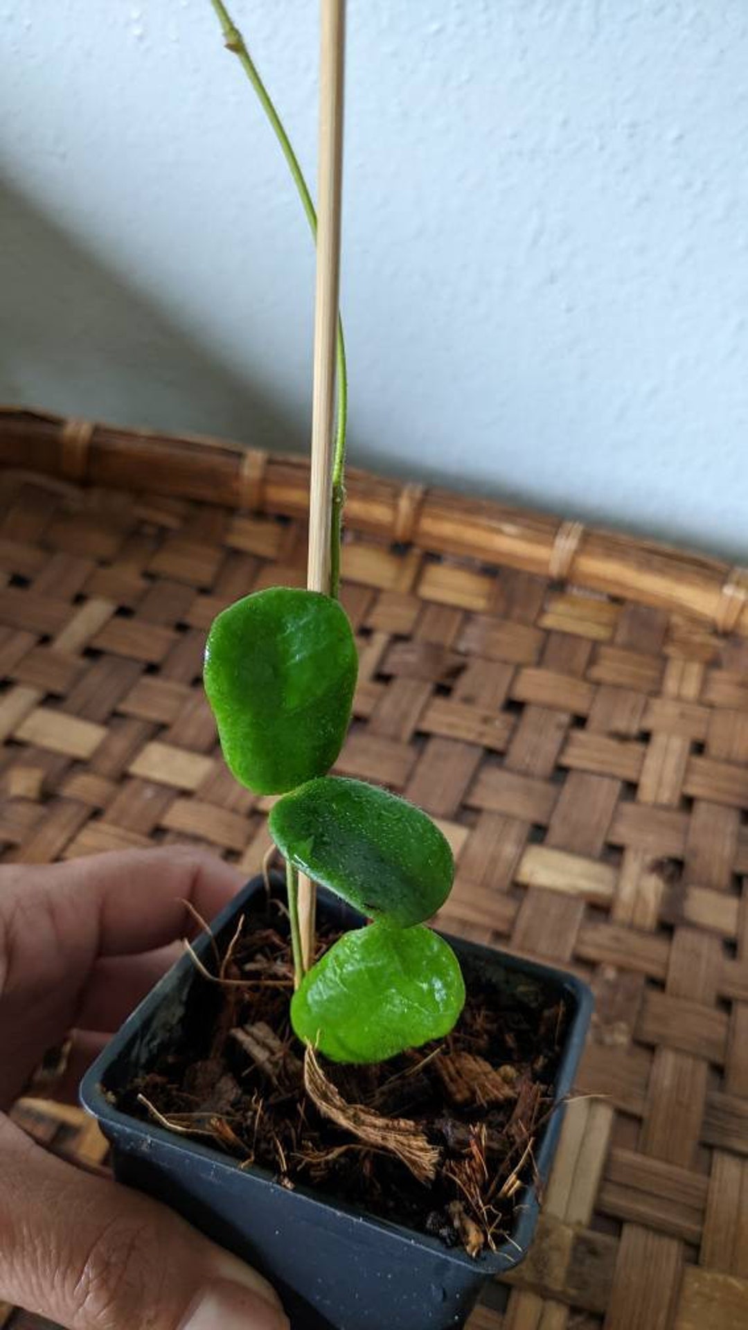 Unusual Hoya Rotundiflora - Etsy