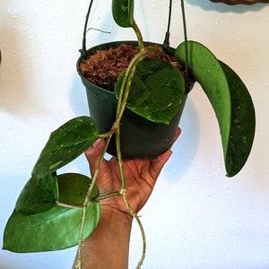 Hoya Latifolia Dinner Plate Hoya - Etsy