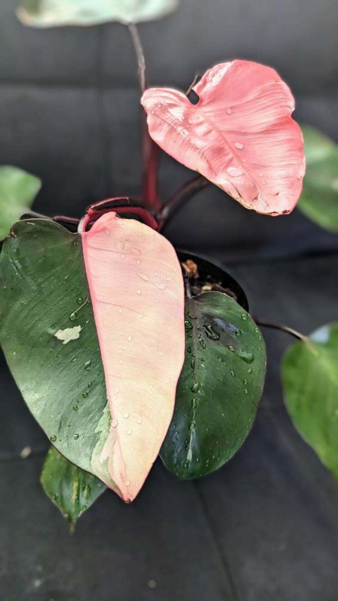 Philodendron Pink Princess- Exotic Aroid - Etsy