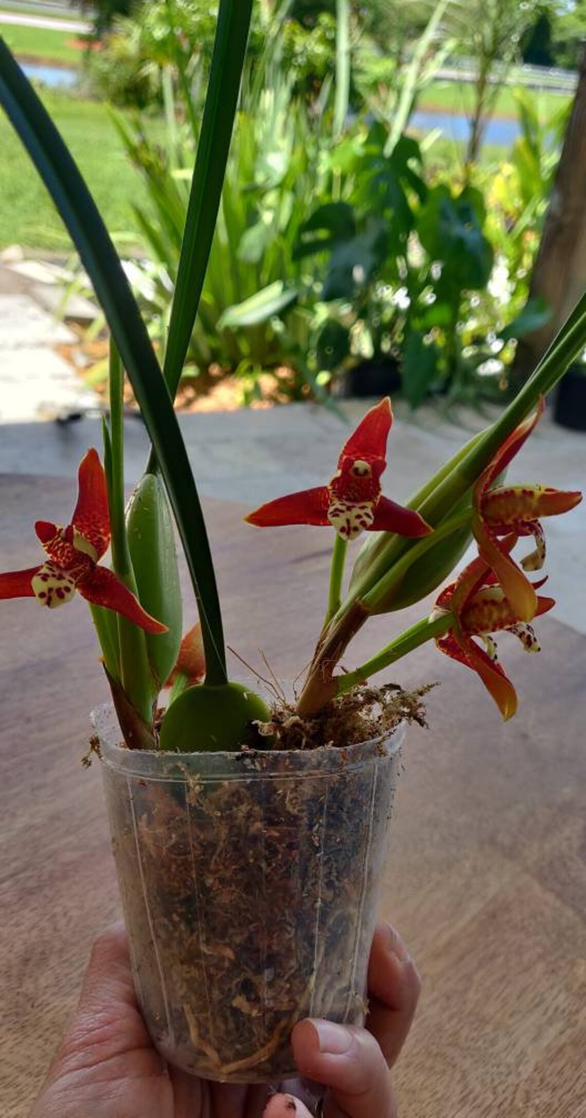 Coconut Orchid (maxillaria Tenuifolia) - Etsy
