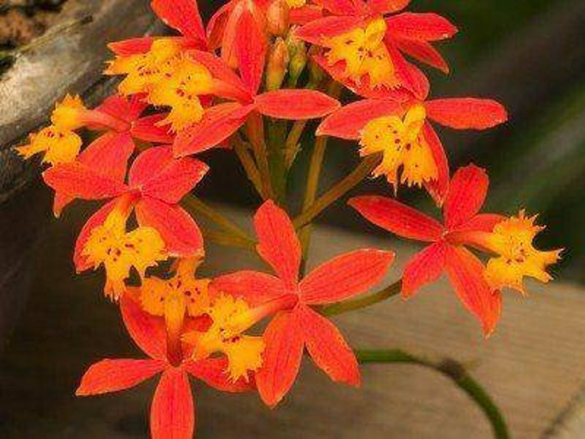 Epidendrum Orchid " Orange" - Etsy