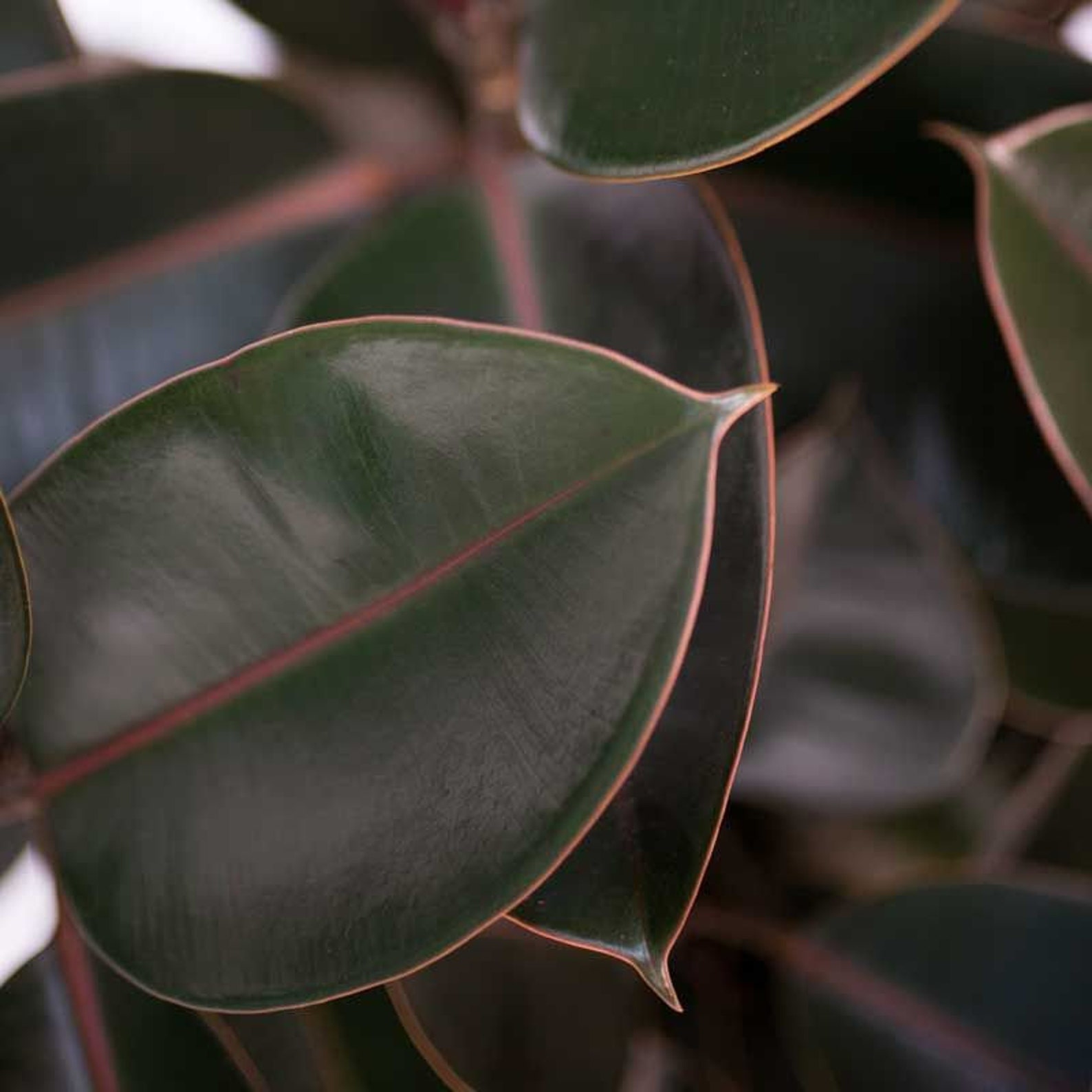 Rubber Plant - Ficus Elastica Burgundy - Etsy