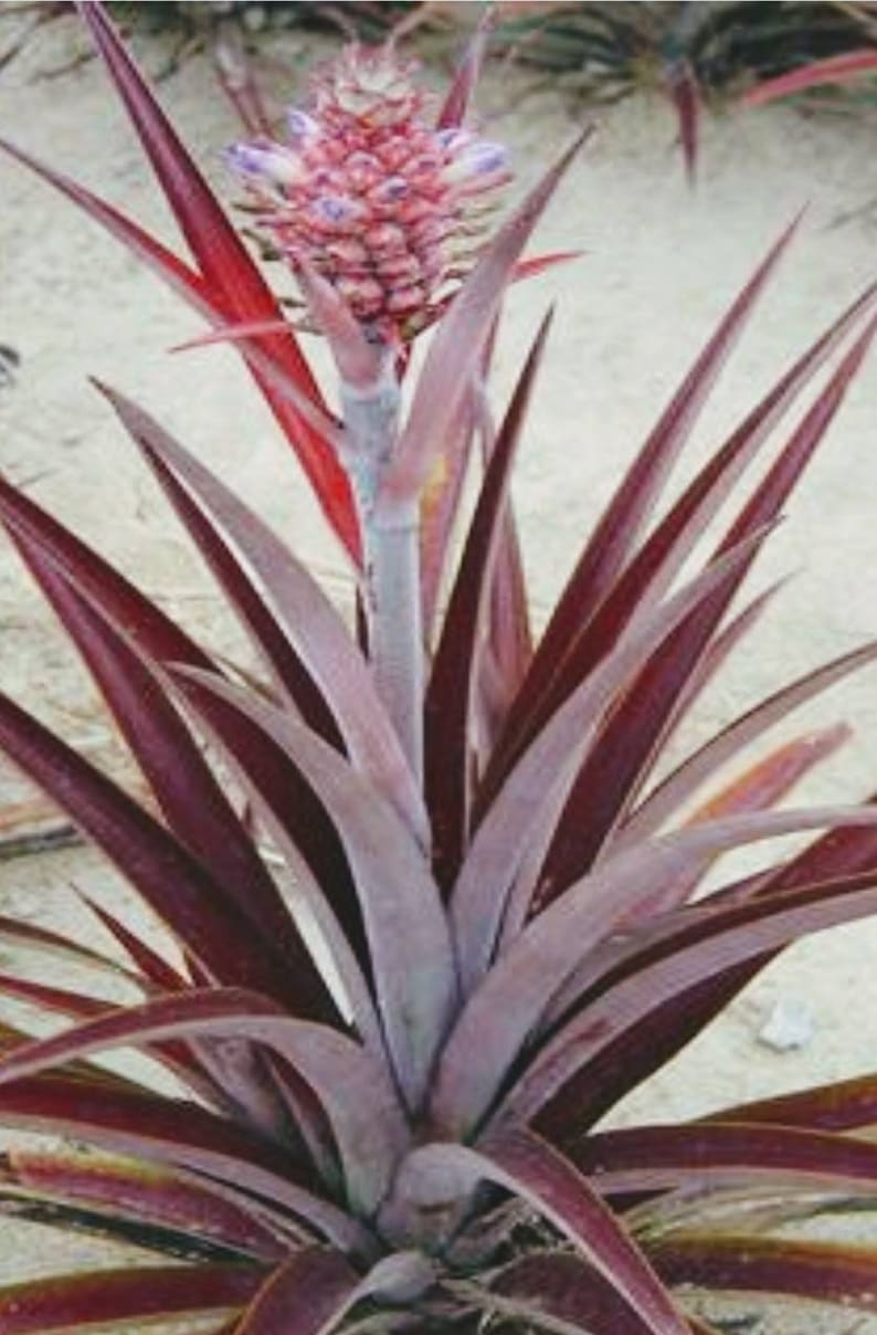 Exotic Red Pineapple - Ananas Lucidus - Etsy