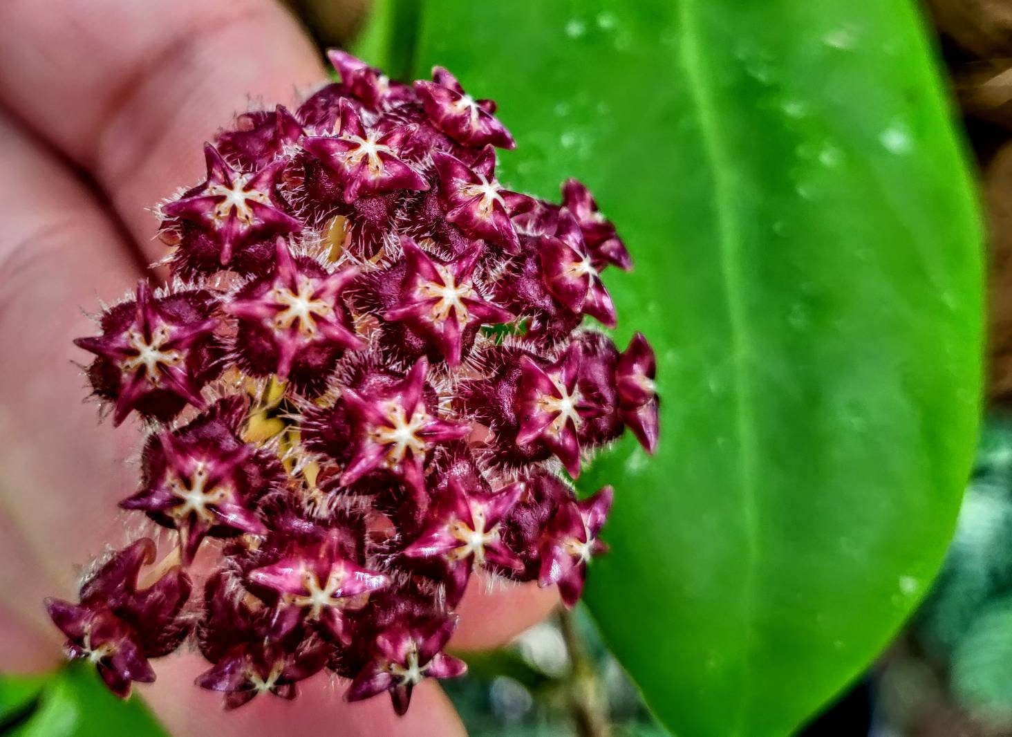 Rara Hoya Mindorensis - Etsy España