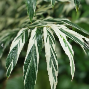 Variegated Ginger - Alpinia Sanderae A. Vittata - Live Rhizome - Etsy