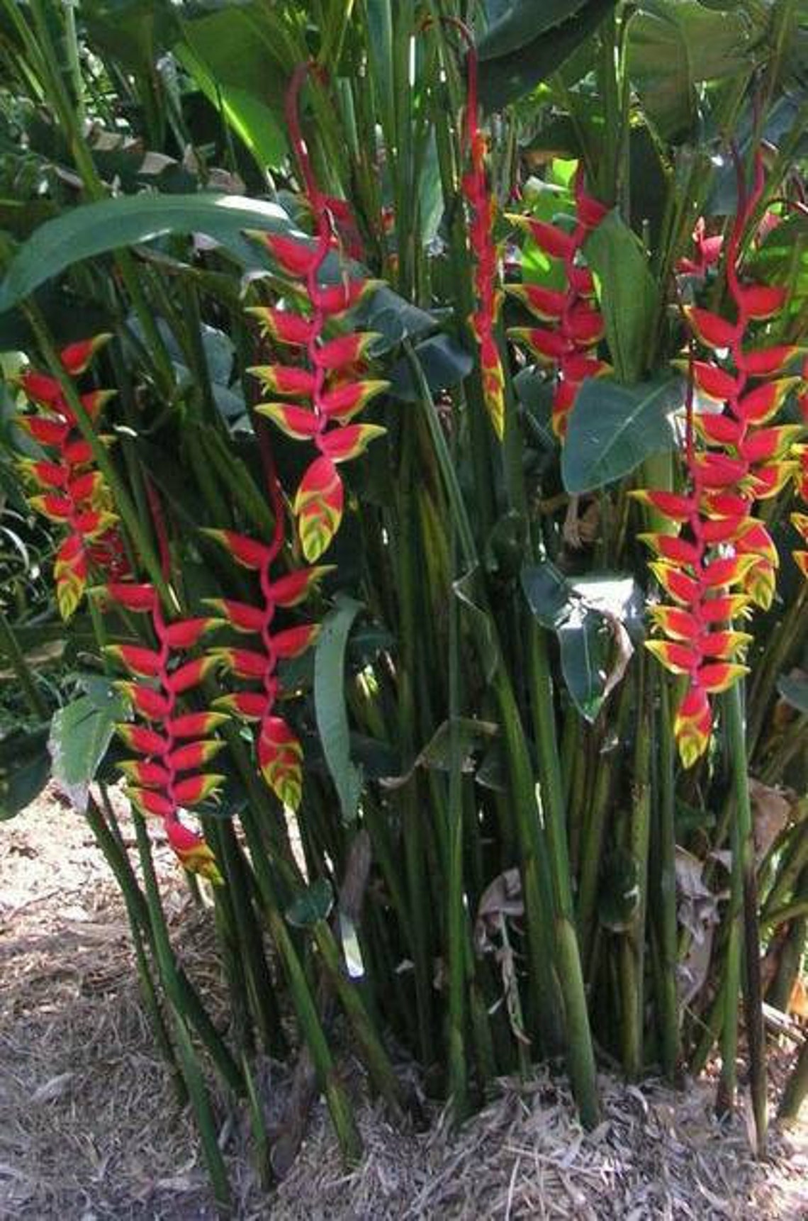 Heliconia Lobster Claw - Etsy