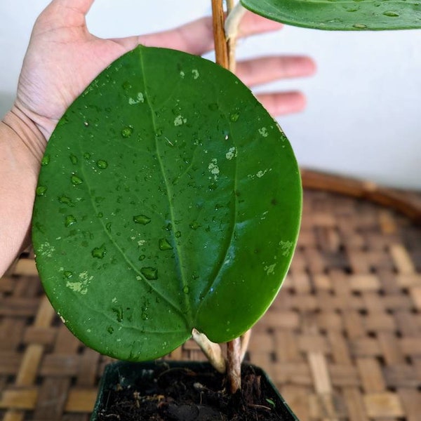 Hoya Dinner Plate - Etsy